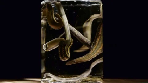 Leech Stock Videos – Royalty-Free HD & 4K Videos | Pond5