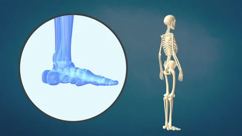 Medical Animation Foot Stock Footage ~ Royalty Free Stock Videos | Pond5