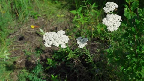Medicinal wild herb Yarrow Achillea mill... | Stock Video | Pond5