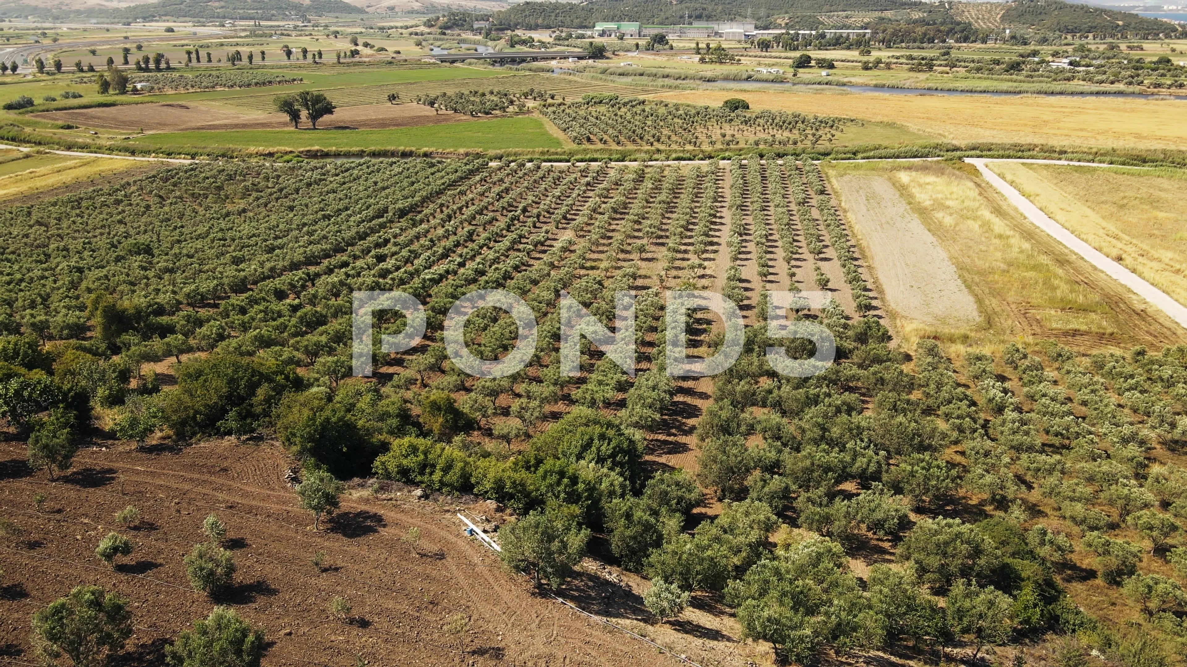 Mediterranean Agriculture
