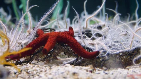 Sea Star Beach Stock Videos – Royalty-Free HD & 4K Videos | Page 6