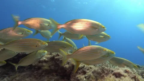 Mediterranean reef fish - Gold banded fi... | Stock Video | Pond5