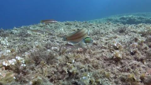 Mediterranean underwater - Little reef f... | Stock Video | Pond5