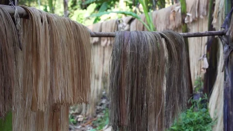 Medium shot of abaca fiber bundles dryin... | Stock Video | Pond5