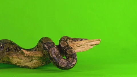 Medium shot of a ball python snake on gr... | Stock Video | Pond5