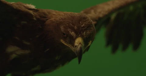 Medium shot of a brown eagle with open w... | Stock Video | Pond5