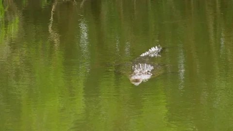 Medium shot of a crocodile hiding under ... | Stock Video | Pond5