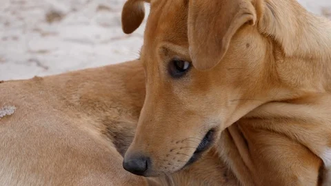 Backshots Dog Stock Videos – Royalty-Free HD & 4K Videos | Pond5