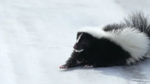 Medium shot of a injured skunk fighting ... | Stock Video | Pond5