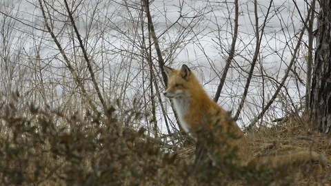 Medium shot of a red fox in sparse woods... | Stock Video | Pond5