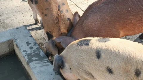 Pigs Eating Slop Stock Video Footage | Royalty Free Pigs Eating Slop ...