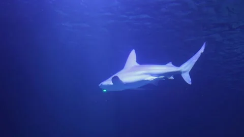 Medium Sized Shark inside an Aquarium, F... | Stock Video | Pond5