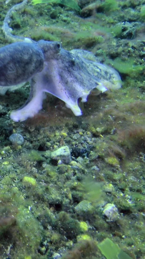 Medium underwater shot of grey octopus w... | Stock Video | Pond5
