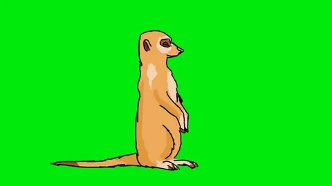 Meerkat - Hand Drawn - Green Screen | Stock Video | Pond5