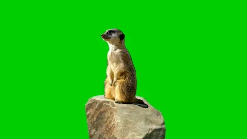 Stock Footage by Crazyeditor | Official Pond5 Storefront