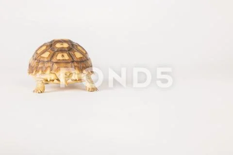 Meet the sulcata tortoise, a patient and cute African reptile, in this ...
