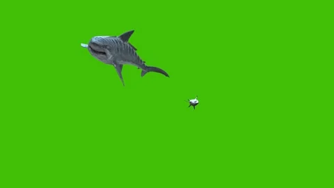 Megalodon Attacks Shark Green Screen 4K ... | Stock Video | Pond5