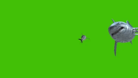 Shark Green Screen Stock Videos – Royalty-Free HD & 4K Videos | Pond5