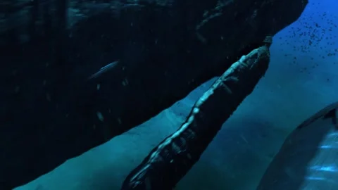 Megalodon hunting a prehistoric wale in ... | Stock Video | Pond5