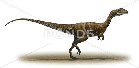 Megapnosaurus kayentakatae, a prehistoric era dinosaur.: Royalty Free ...