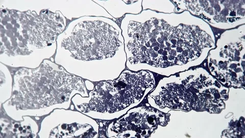 Meiosis of grasshopper in section under ... | Stock Video | Pond5