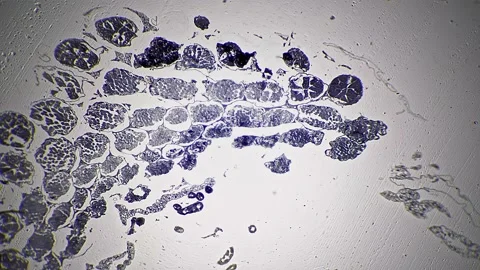 Meiosis of grasshopper in section under ... | Stock Video | Pond5