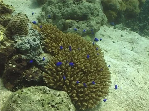 Melanesians Stock Video Footage | Royalty Free Melanesians Videos | Pond5