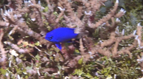 Melanesians Stock Video Footage | Royalty Free Melanesians Videos | Pond5