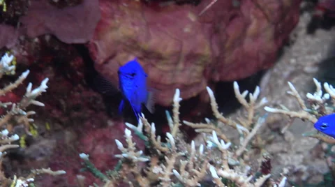 Melanesians Stock Video Footage | Royalty Free Melanesians Videos | Pond5