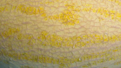 Melon close-up background of fruit skin ... | Stock Video | Pond5