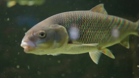 Aquatic Theme Stock Footage ~ Royalty Free Stock Videos | Pond5