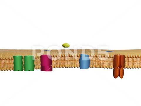 Membrane protein channels at a lipid bilayer cell membrane Illustration ...