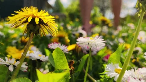 Summer Steph Feet Stock Videos – Royalty-Free HD & 4K Videos | Pond5