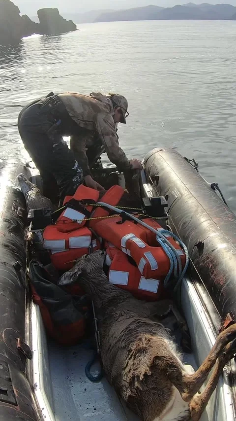 Men Save Deer From Drowning, Kodiak Isla... | Stock Video | Pond5