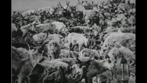 Slaughter Stock Video Footage | Royalty Free Slaughter Videos | Pond5