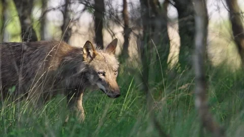 Menacing Walk Stock Video Footage | Royalty Free Menacing Walk Videos ...