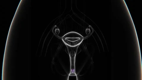 Vagina Video Stock Video Footage | Royalty Free Vagina Video Videos | Pond5