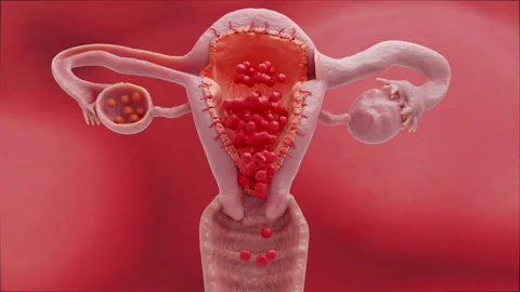 Menstrual Cycle Stock Videos – Royalty-Free HD & 4K Videos | Pond5