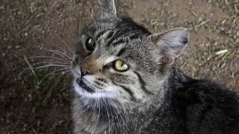 Meowl Meowl Meow Stock Videos – Royalty-Free HD & 4K Videos | Pond5