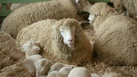 Merino sheep with kids eating hay lying ... | Stock Video | Pond5
