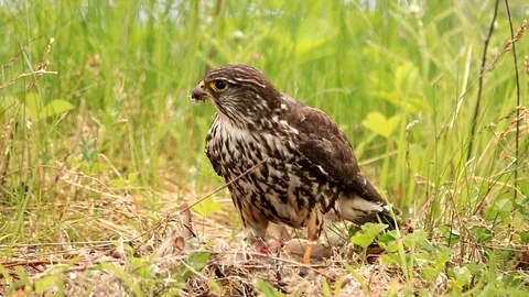A merlin eat its prey (a bird) in the lo... | Stock Video | Pond5