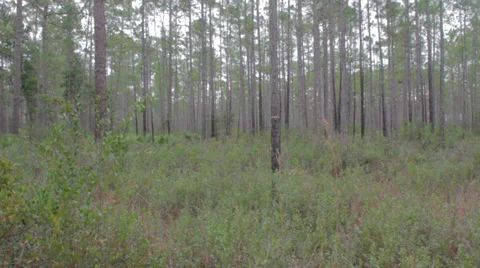 Flatwoods Stock Video Footage | Royalty Free Flatwoods Videos | Pond5