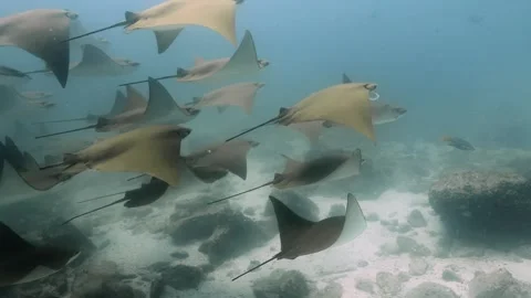 Mesmerizing view of golden rays floating... | Stock Video | Pond5