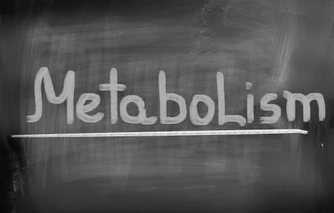 Metabolism Illustrations ~ Stock Metabolism Vectors | Page 8