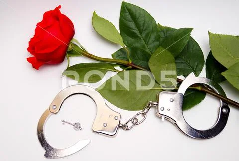Metal handcuffs lie on white background. In handcuffs, rose and key ...