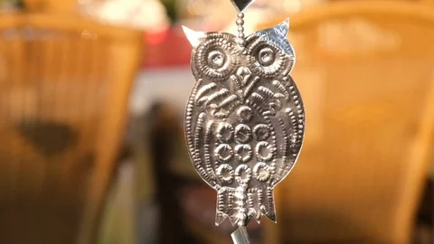 Outside White Owl Stock Videos – Royalty-Free HD & 4K Videos | Pond5