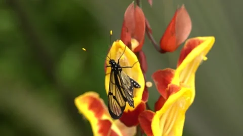 Methona confusa, Giant glasswing, butter... | Stock Video | Pond5
