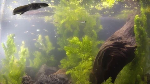 Mexican axolotl of Xochimilco lake | Stock Video | Pond5