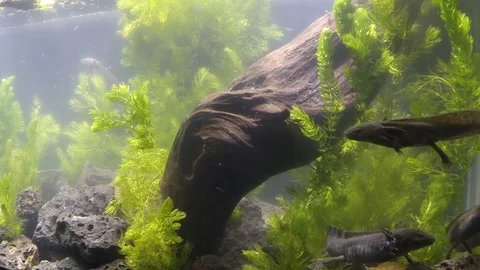 Mexican axolotl of Xochimilco lake | Stock Video | Pond5
