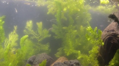 Mexican axolotl of Xochimilco lake | Stock Video | Pond5